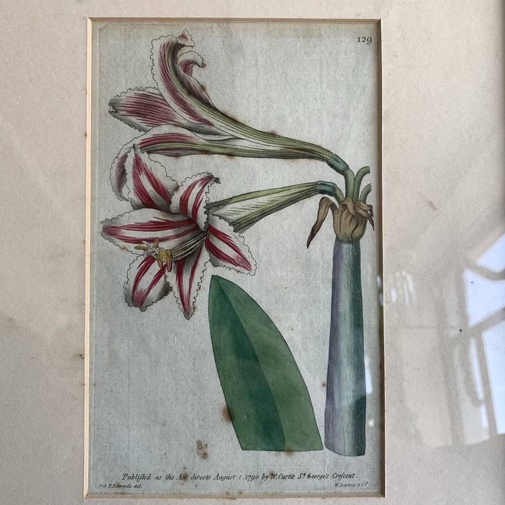 English Curtis botanical print of a flowering Belladonna Lily dated ...