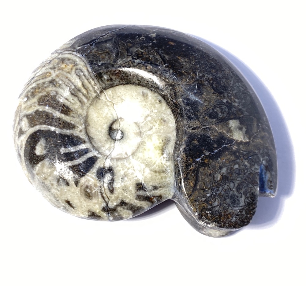 Fossil Nautiloid – Goniatite Gonioceras sp. Devonian, 380 million years ...