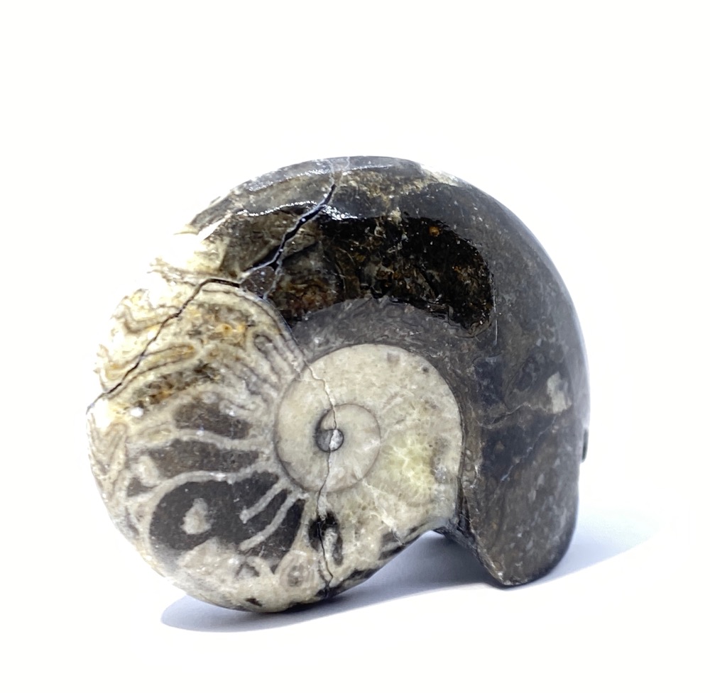 Fossil Nautiloid – Goniatite Gonioceras sp. Devonian, 380 million years ...