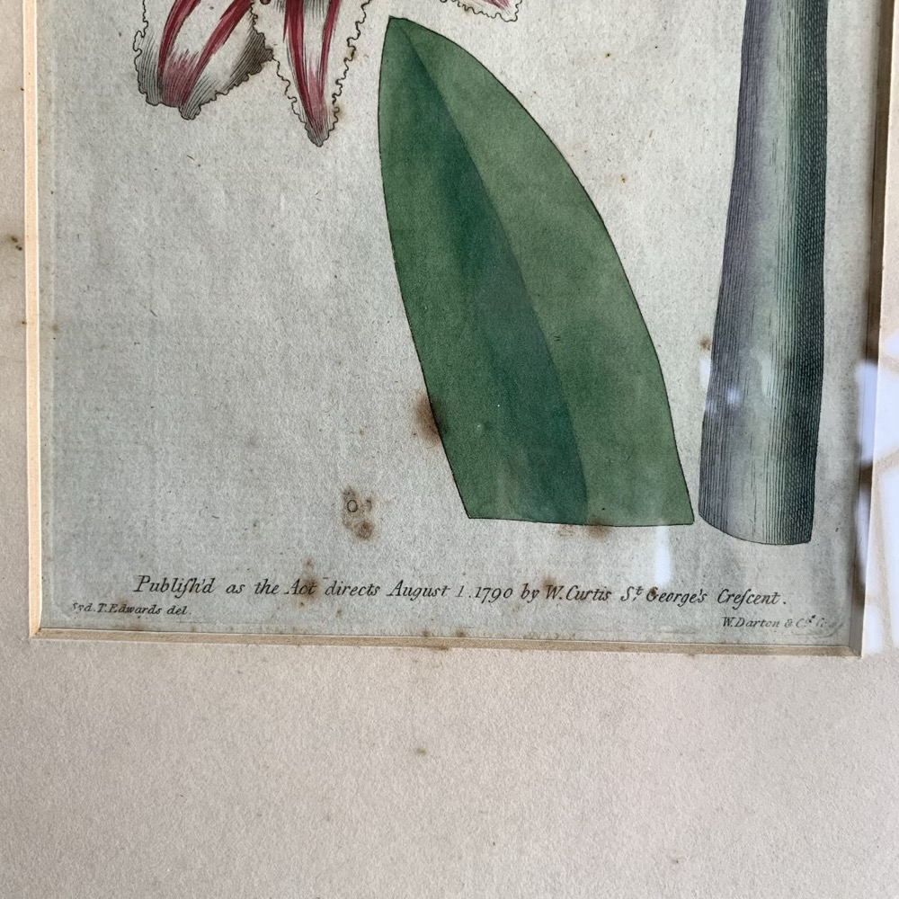 English Curtis botanical print of a flowering Belladonna Lily dated ...