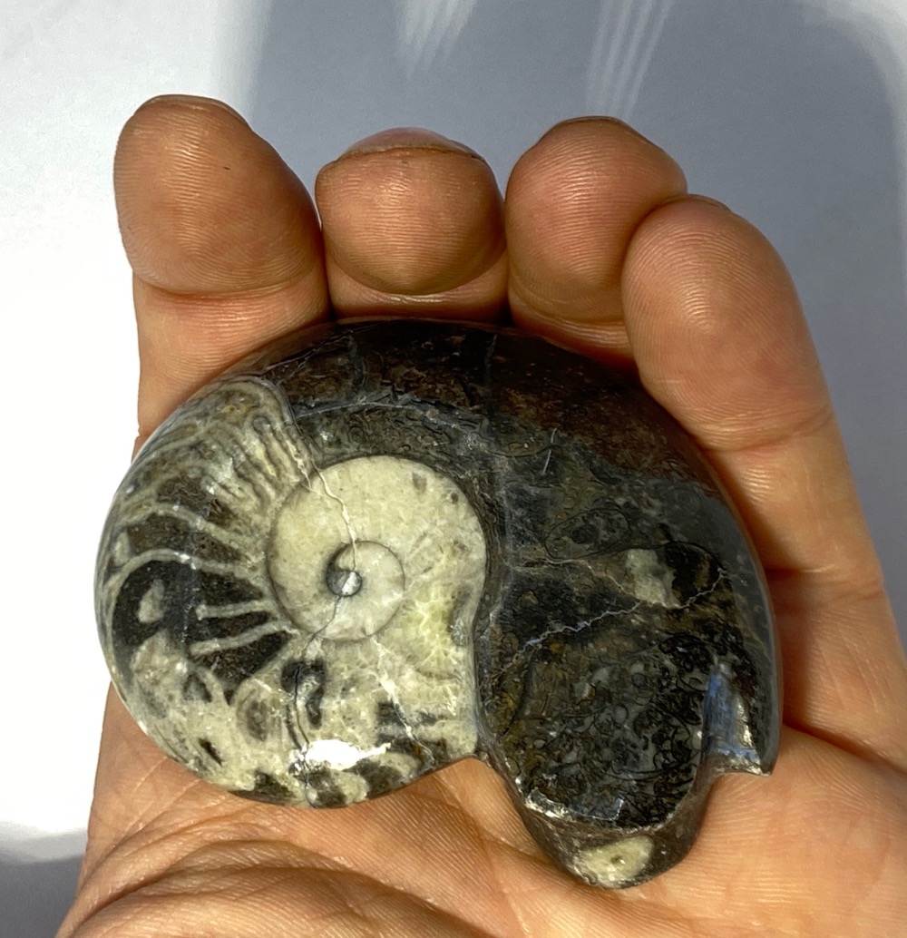 Fossil Nautiloid – Goniatite Gonioceras sp. Devonian, 380 million years ...