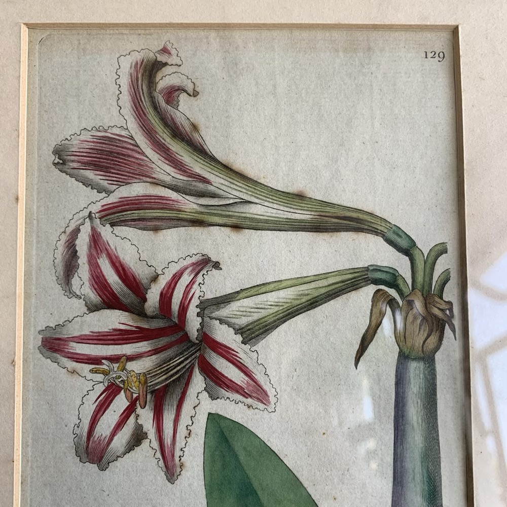 English Curtis botanical print of a flowering Belladonna Lily dated ...