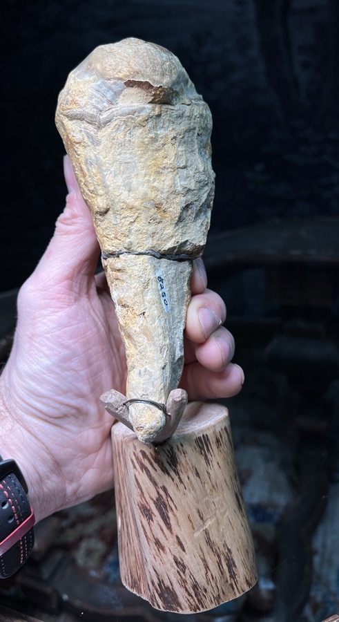 Large fossil Rudist bivalve shell- Coralliochama sp., 70 million years ...