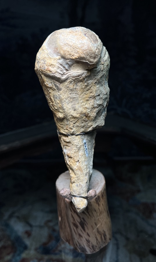 Large fossil Rudist bivalve shell- Coralliochama sp., 70 million years ...