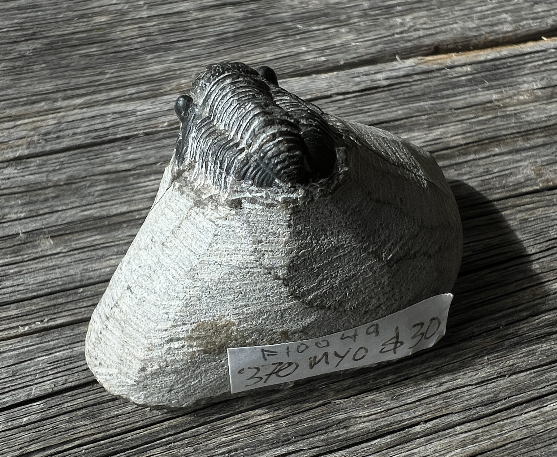 Fossil trilobite, Phacops africanus, from Morocco, 355 million years ...
