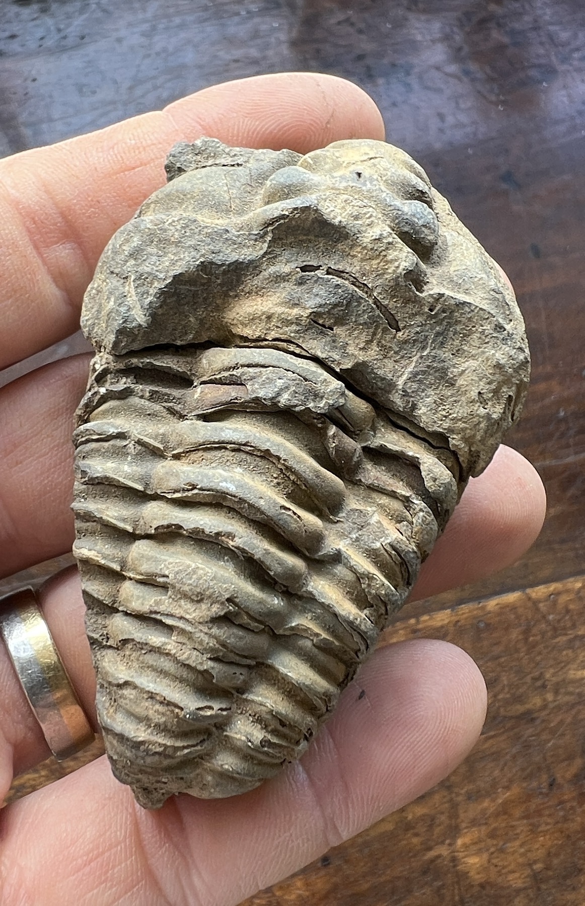 Fossil Trilobite Phacops africanus, Devonian period 400,000,000 years ...