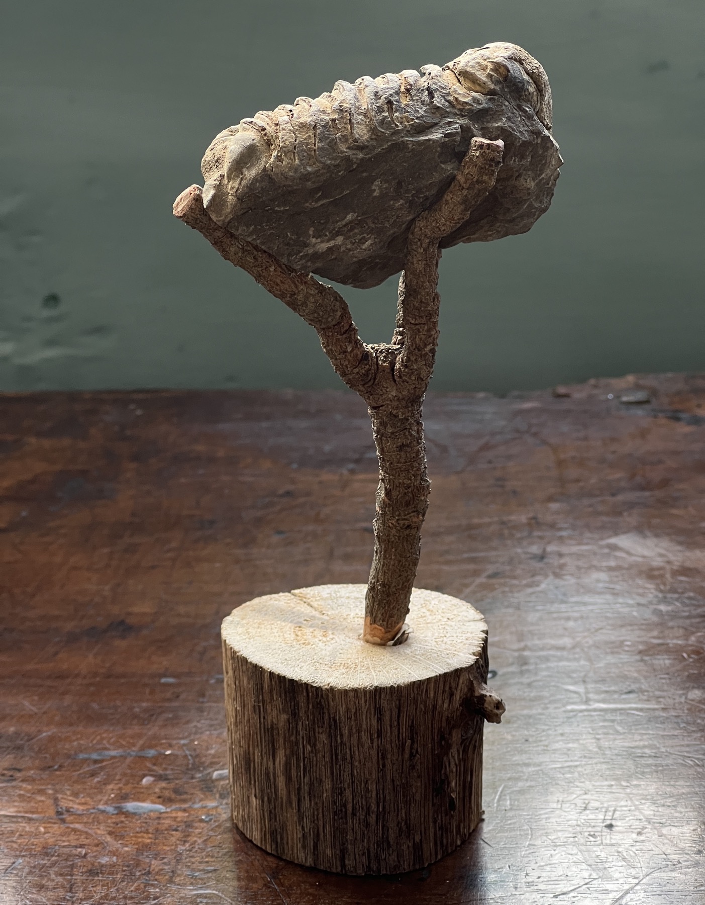 Fossil Trilobite Phacops africanus, Devonian period 400,000,000 years ...