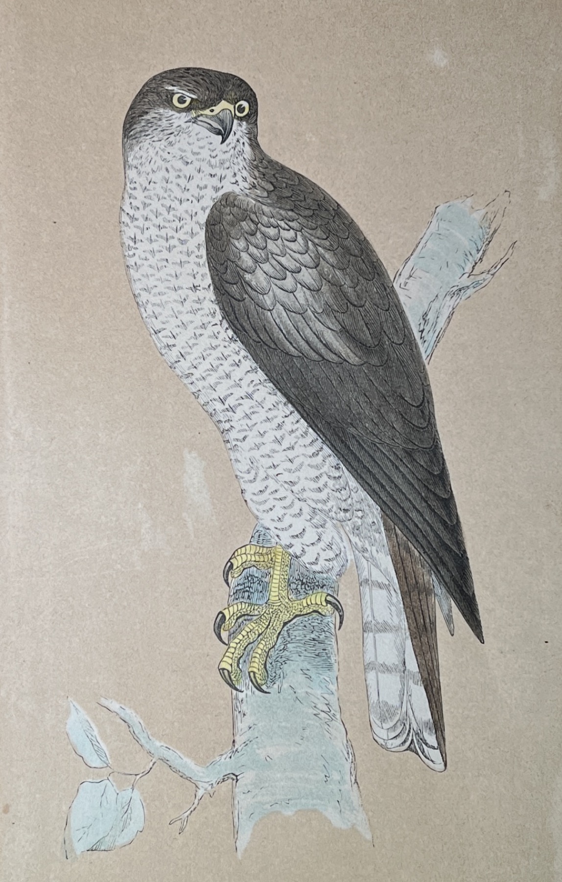 Hand Coloured Bird print ‘Goshawk’by Rev. Morris 1868 – Moorabool ...